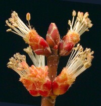 Silver Maple | FLNPS